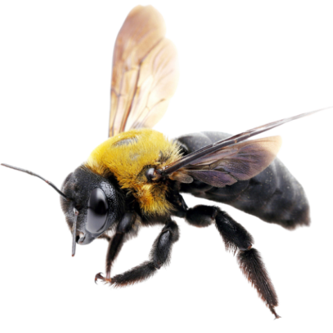 Carpenter Bees - The Pest Force